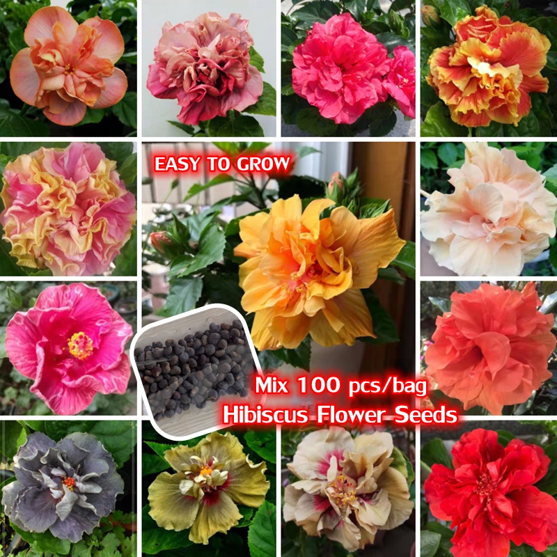 100 Seeds Colorful Bunga Raya Hybrid Hibiscus Flower Seeds Bonsai Seeds ...
