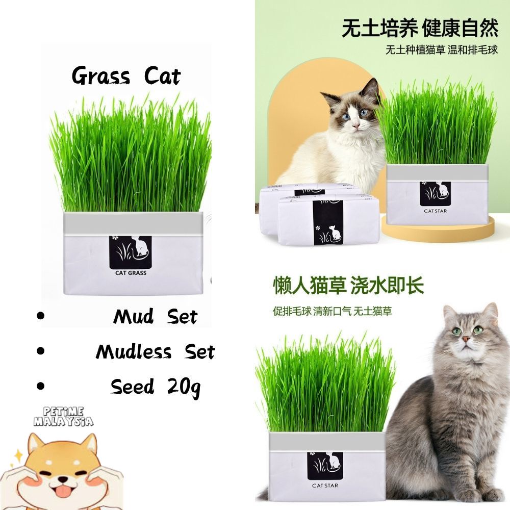 PETIME Cat Wheat Grass Pet Grass Biji Benih Rumput Kucing healthy cat ...