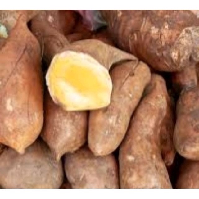 1 KG UBI YACON ORGANIK - Organic Yacon - ORGANIK | Shopee Malaysia