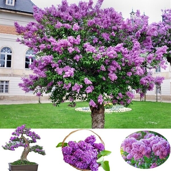 Ready Stock 50 Pcs Rare Lilac Seed Purple Japanese Lilac Flower Seeds ...