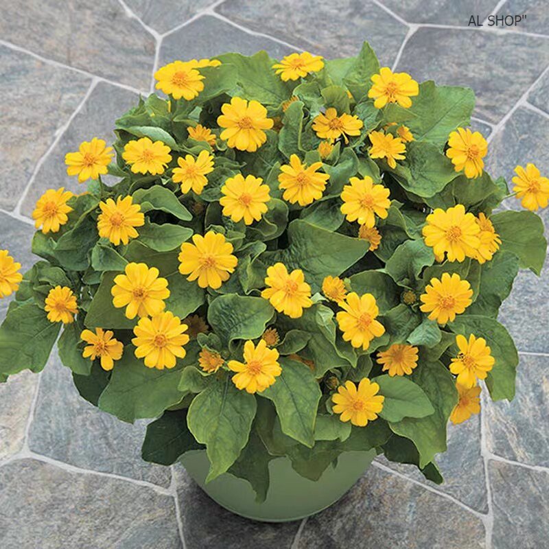 Benih Bunga Butter Daisy / Medallion Flower Seeds / 黄帝菊花籽"50pcs ...