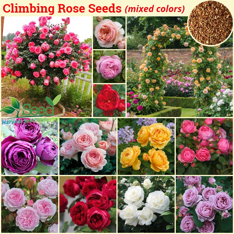 [Fast Growing] Mixed Color Climbing Rose Seed Flower Seeds for Planting ...