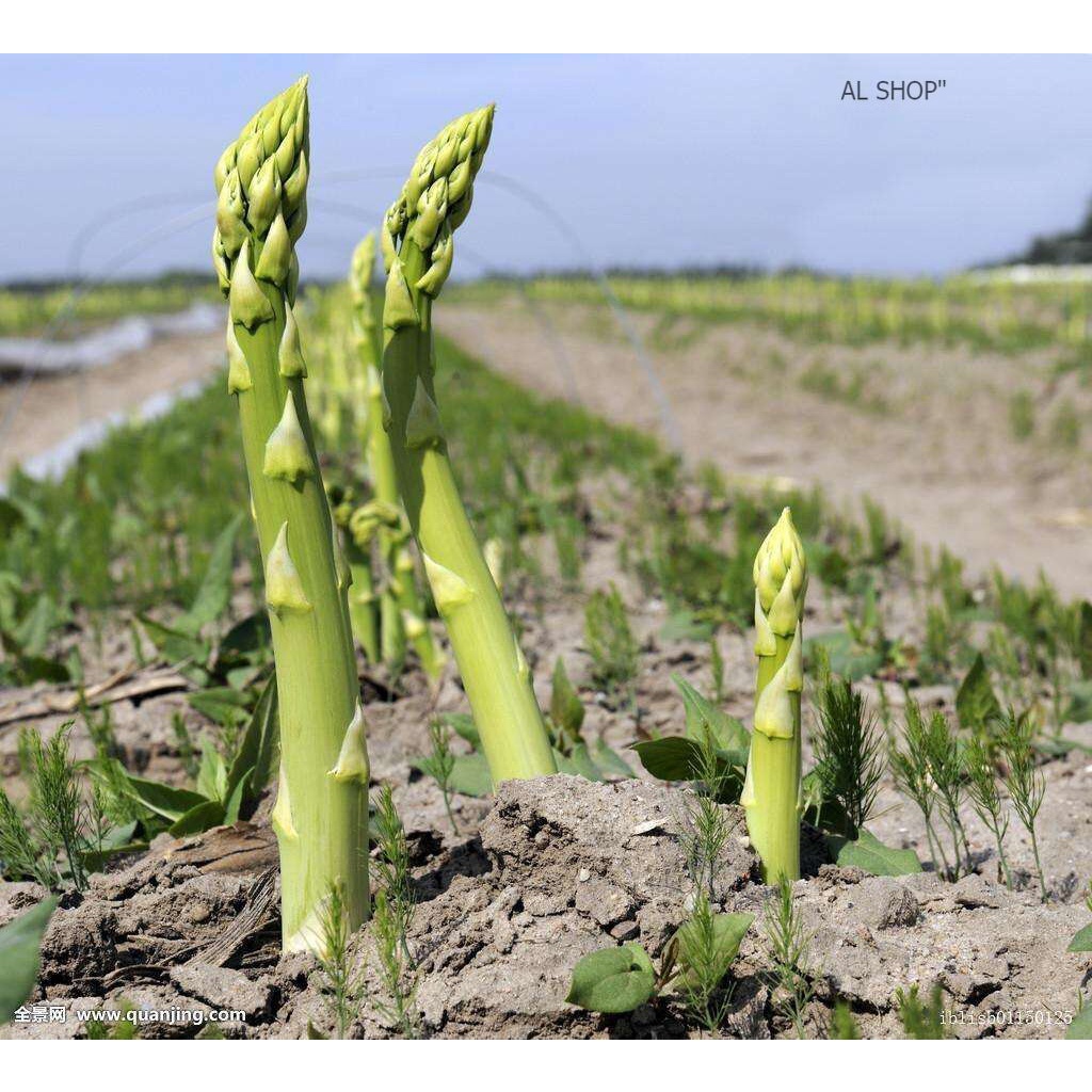 Benih Asparagus / Traditional Asparagus Seeds / 传统芦笋籽”10pcs | Shopee ...