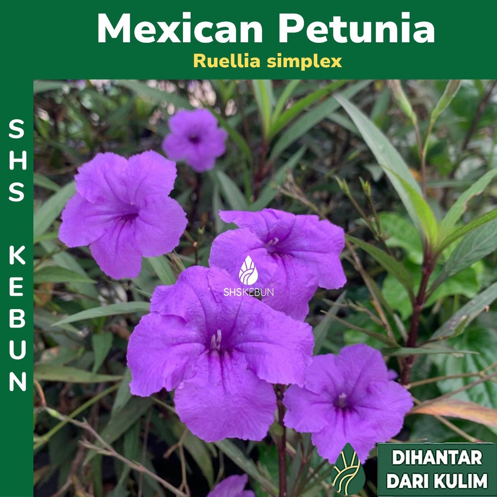 Pokok Bunga Rulia Mexican Petunia Ruellia Purple Pink Simplex 翠芦莉 芦莉草 ...