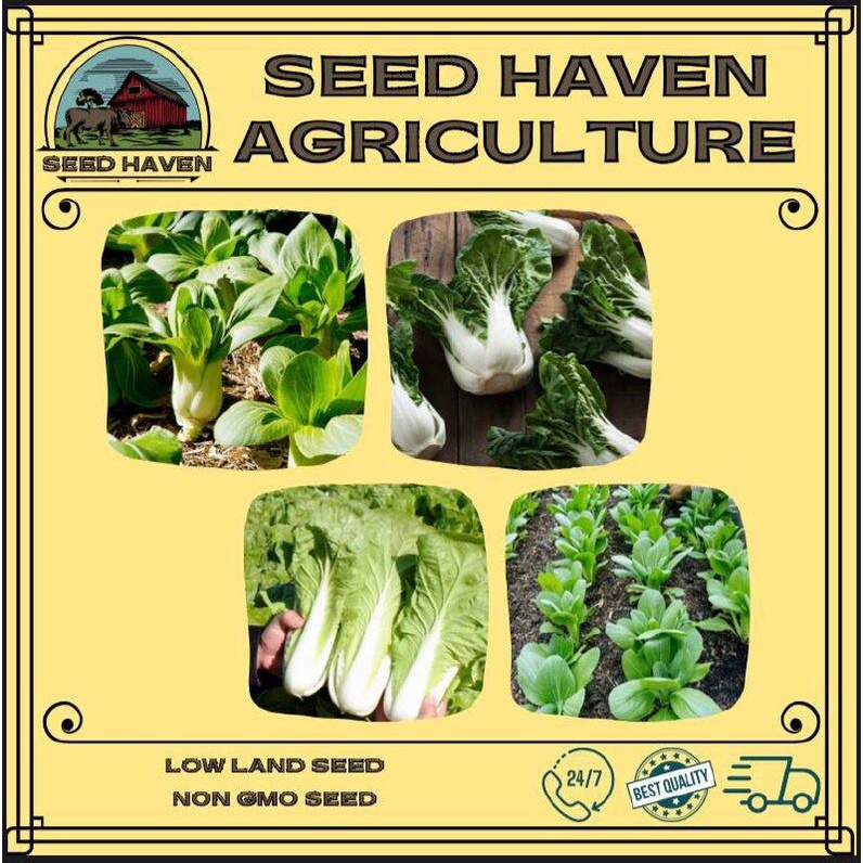 Bok Choy seed (117-600 seeds) - Dwarf Bok Choy / Curly Dwarf Bok Choy ...
