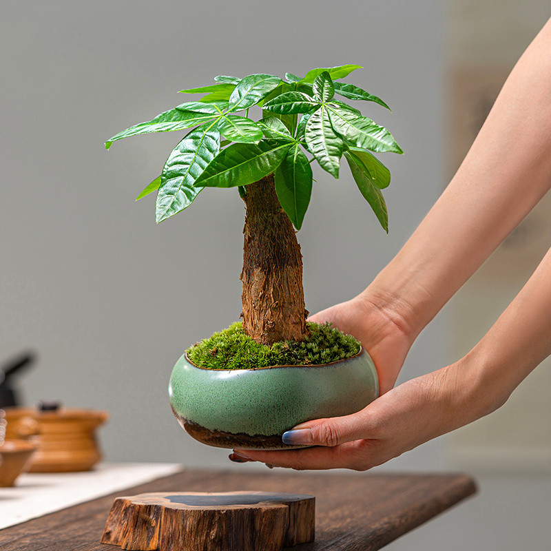 Fortune Tree Bonsai Indoor Green Plant Flower Potted Plant Living Room ...