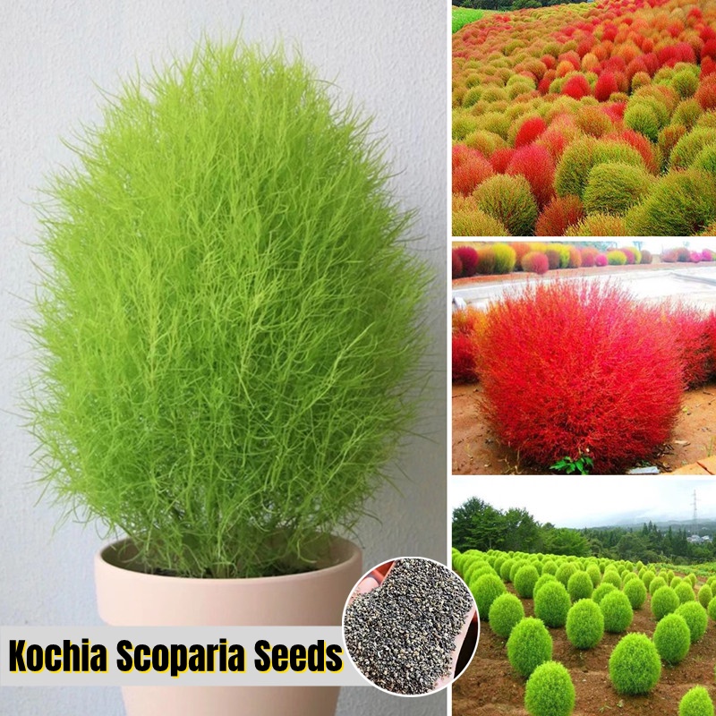 [Fast Growing] Rare Kochia Scoparia Grass Seeds Flower Seeds Grow Rapid ...