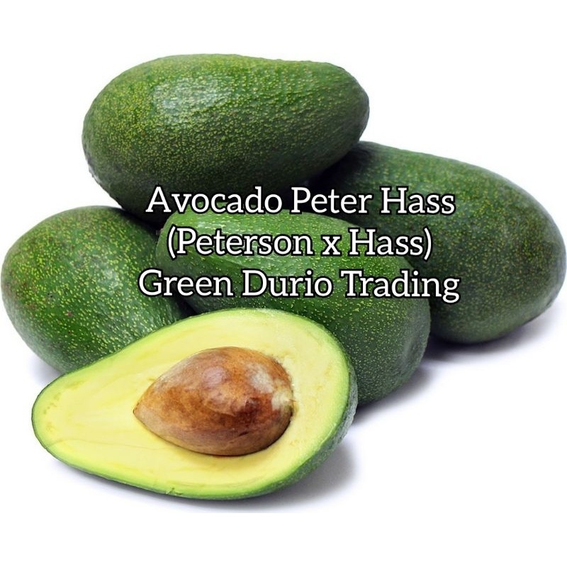 POKOK AVOCADO PETER HASS (PETERSON x HASS) | Shopee Malaysia
