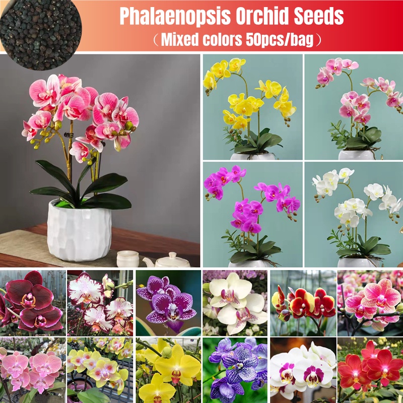 Benih Bunga Bunga Orkid Phalaenopsis Orchid Seeds for Planting (50 ...