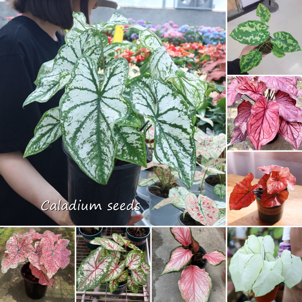[Fast Grow] Ready Stock 100pcs Mixed Colors Caladium Seed Benih Bunga ...