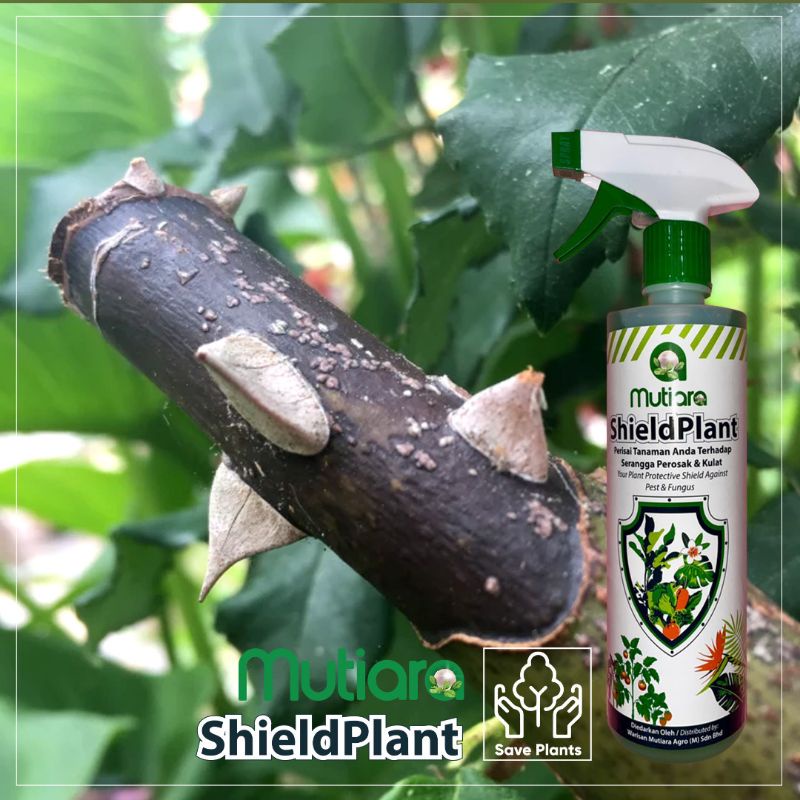 Mutiara Shieldplant 500ml 100% Organik Mesra Pengguna kawalan serangga ...