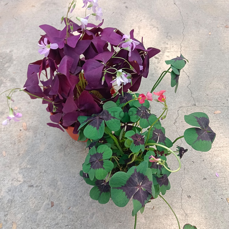 [Plantopia] Oxalis Plant 三角紫叶酢漿草 | Pokok Rama-Rama | Pokok Hidup | Real ...