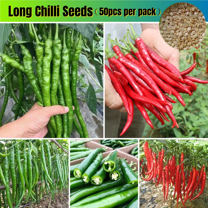 50pcs Red & Green Long Chilli Seeds for Planting Hybrid Genuine Pepper ...
