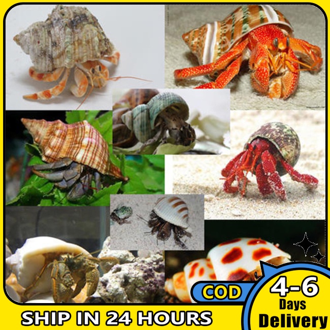 In Stock Hermit Crab Shells Natural Sea Conch Different Styles Sizes ...