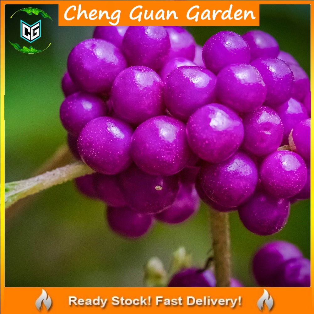 Anak Pokok Beauty Berry Pokok Hidup Kelulut Senang Tumbuh | Shopee Malaysia