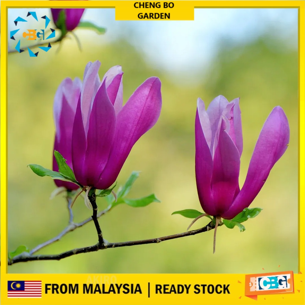 Anak Pokok Bunga Cempaka Merah Senang Tanam Magnolia Import Dari ...