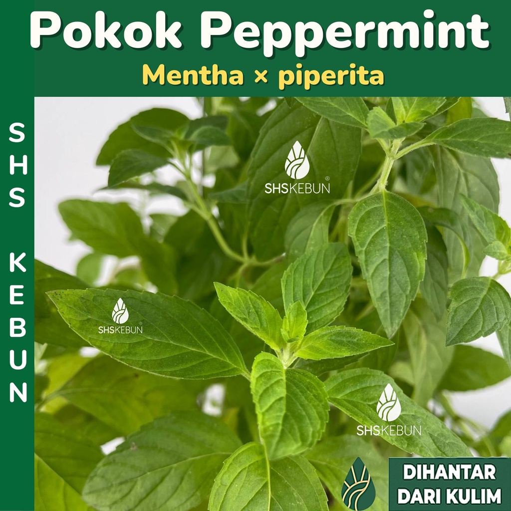 Pokok Peppermint Pokok Pudina Mentha Live Plant Pokok Herba Outdoor ...