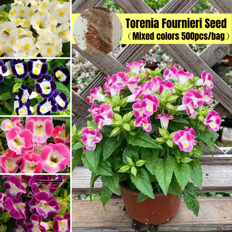 500pcs Color Mixing Torenia Fournieri Wishbone Flower Seed for Planting ...