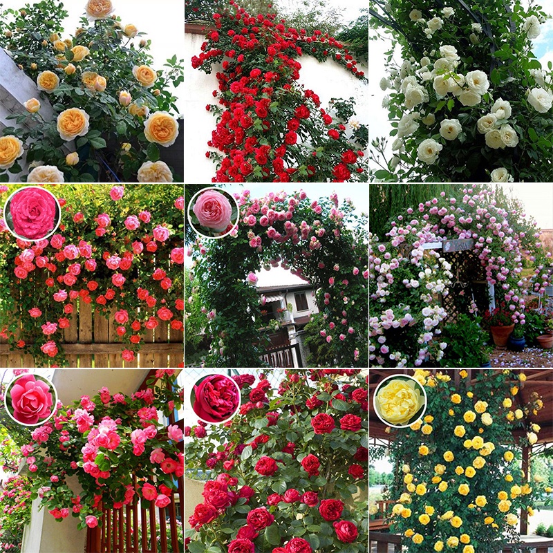 Malaysia Ready Stock 100pcs/bag Vine Rose Climbing Potted Planting ...