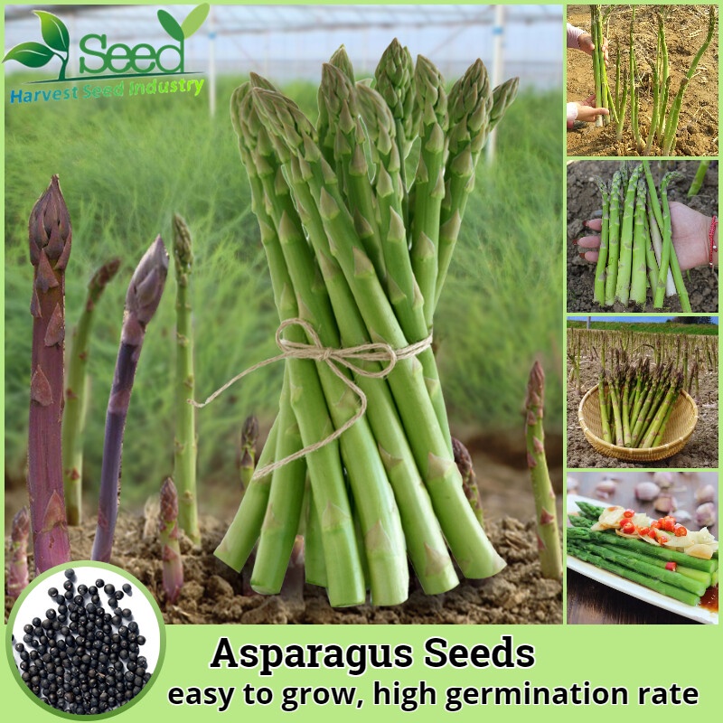 【100% Fresh Seeds】High Quality Asparagus Seeds for Planting (50 pcs/bag ...
