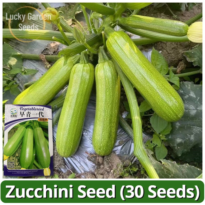 Biji Benih Zucchini Seeds Bottle Gourd Seeds (30 Seed) High Yield ...