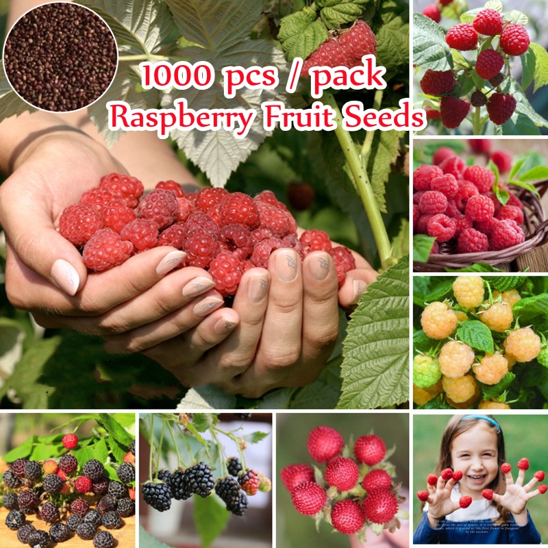 Raspberry Seeds for Planting (1000 Seeds Per Bag) Nutritious Delicious ...