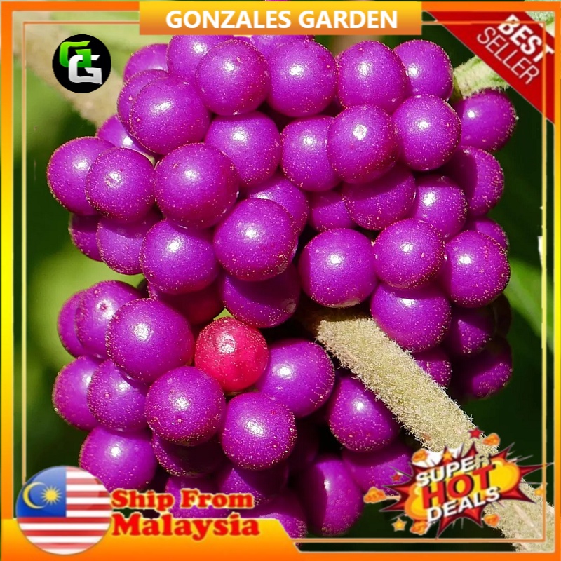 Anak Pokok Beauty Berry Live Plants Pokok Hidup Kelulut | Shopee Malaysia