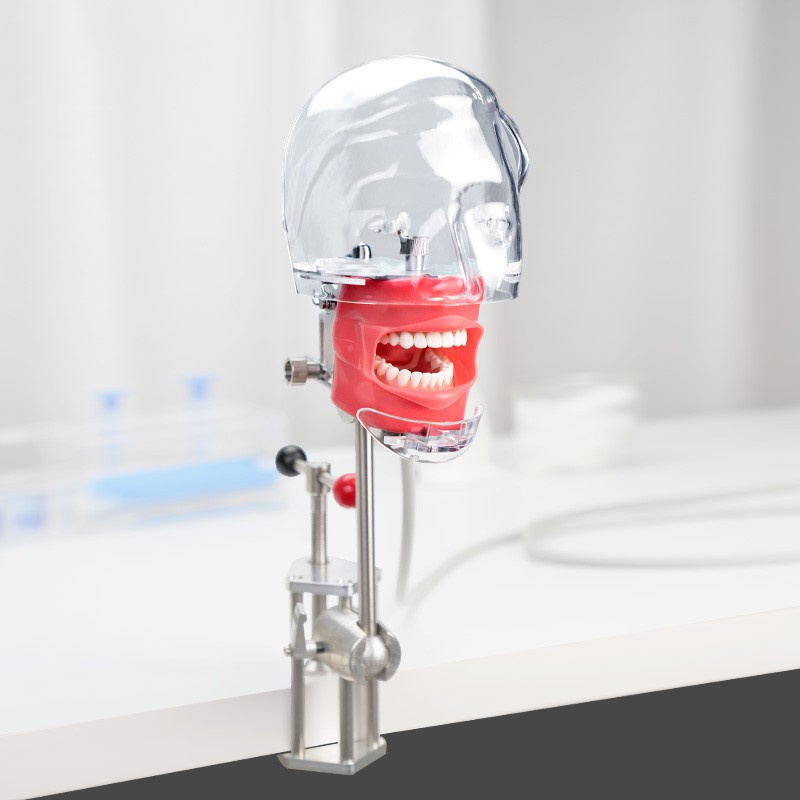 Simple Head Model Dental Simulator Phantom Manikin With Teeth ...