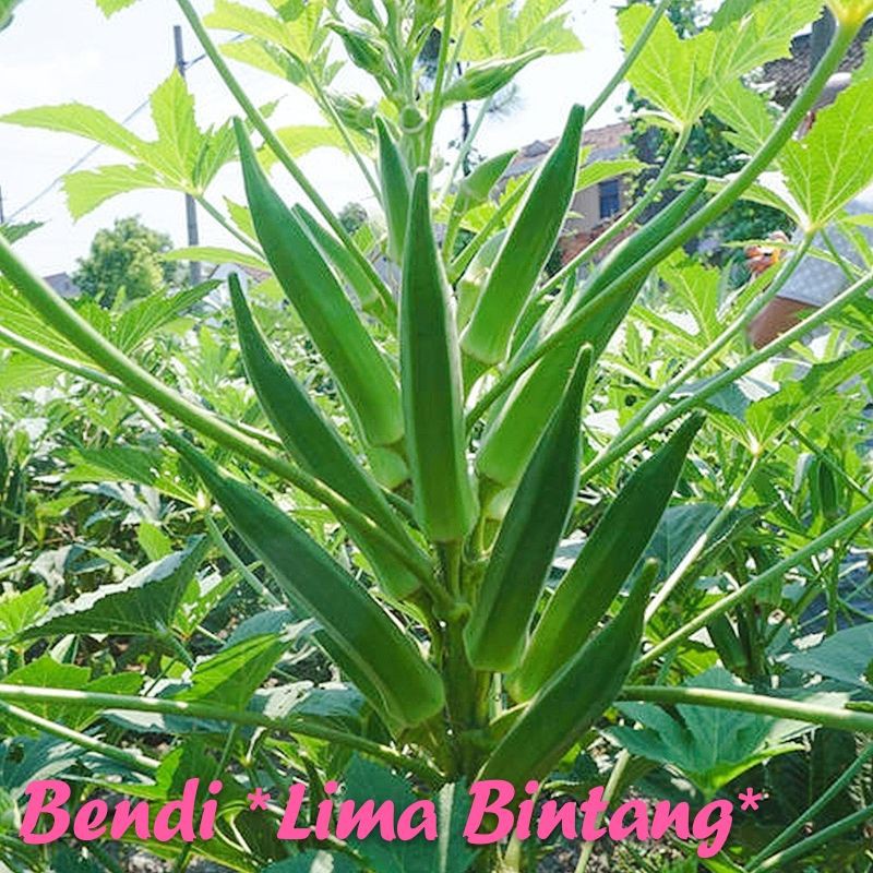 7 Pcs Benih Bendi Pokok Rendah Okra/矮树羊角豆种子 Ready Stock Sarawak ...