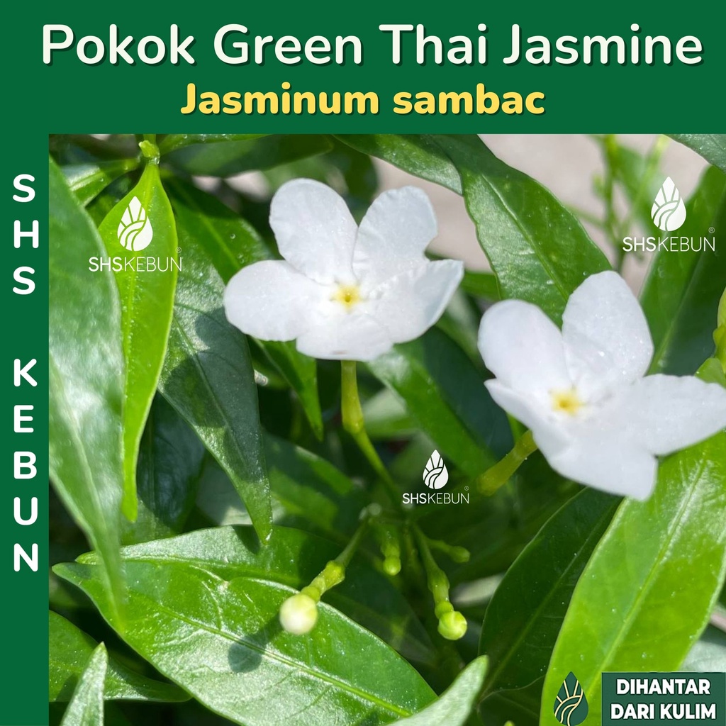Pokok Green Thai Jasmine Pokok Bunga Putih Outdoor Plant Bunga Melur ...
