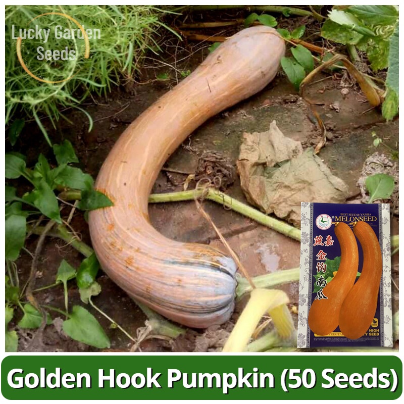 High Yield Golden Hook Pumpkin Seeds (50 Seed) Biji Benih Labu Manis ...