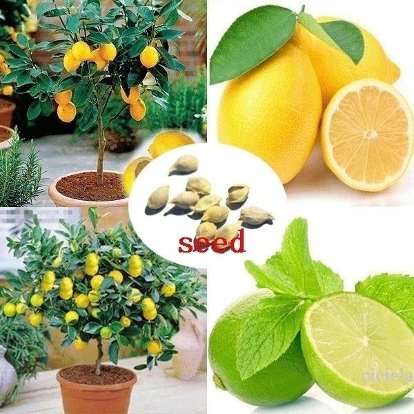 5 pcs Lemon Tree Seeds Rare Fruit Tree for Home Garden Courtyard Potted ...