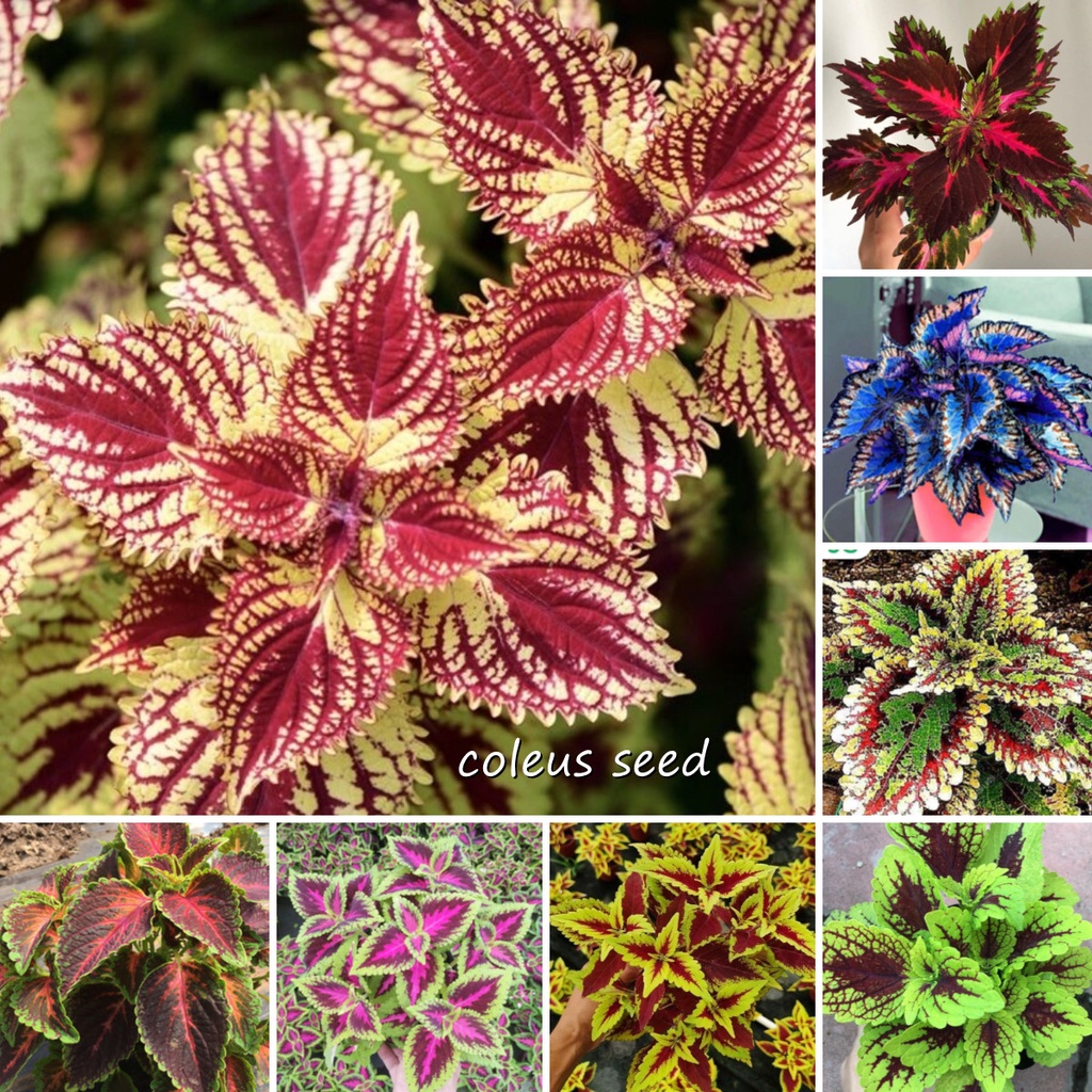 100% Genuine 100pcs Rainbow Coleus Seed Bonsai Rare Mixcolor Coleus ...