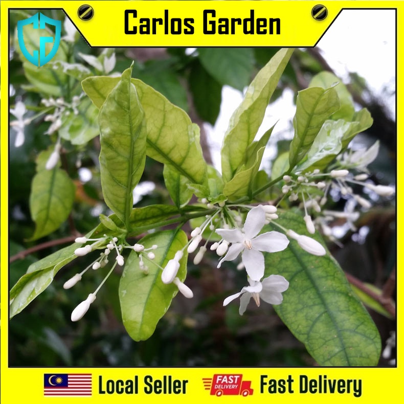 Anak Pokok Bunga Jeliti Batik Variegated Wrightia Religiosa Senang ...