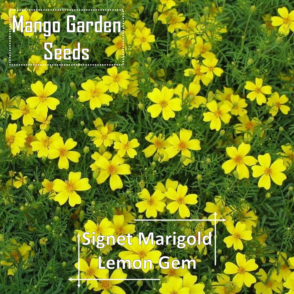 *Edible* Lemon Gem Signet Marigold Seeds - 50 Seed *Pot Friendly* Tanam ...