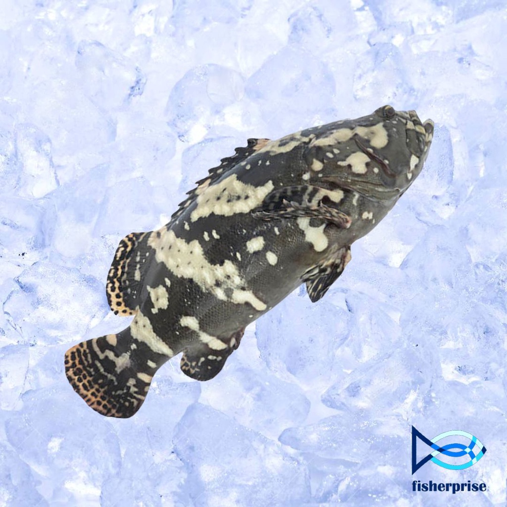 GL Hybrid Grouper 龙虎斑 (Sabah Whole Fish) | Shopee Malaysia