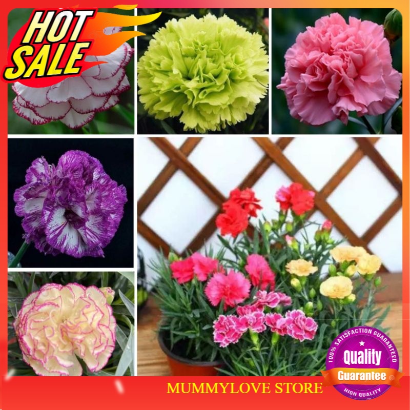10 Pcs Biji Bunga - Bunga Jelinga | Flower Seed - Carnation | 花种子 - 康乃馨 ...