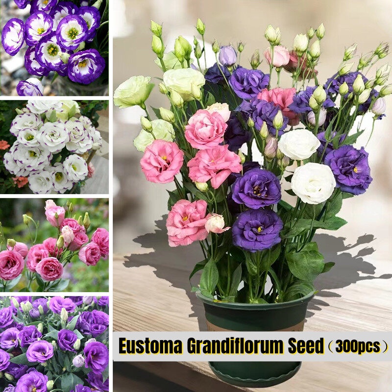 Malaysia 300pcs Assorted Colours Eustoma Grandiflorum Seeds for Sale ...
