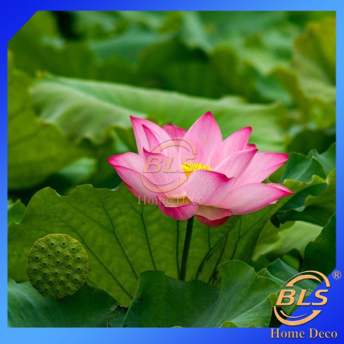 BLS Real Lotus Water Plant Bunga Teratai Bunga Lotus Hidup Berkebun ...