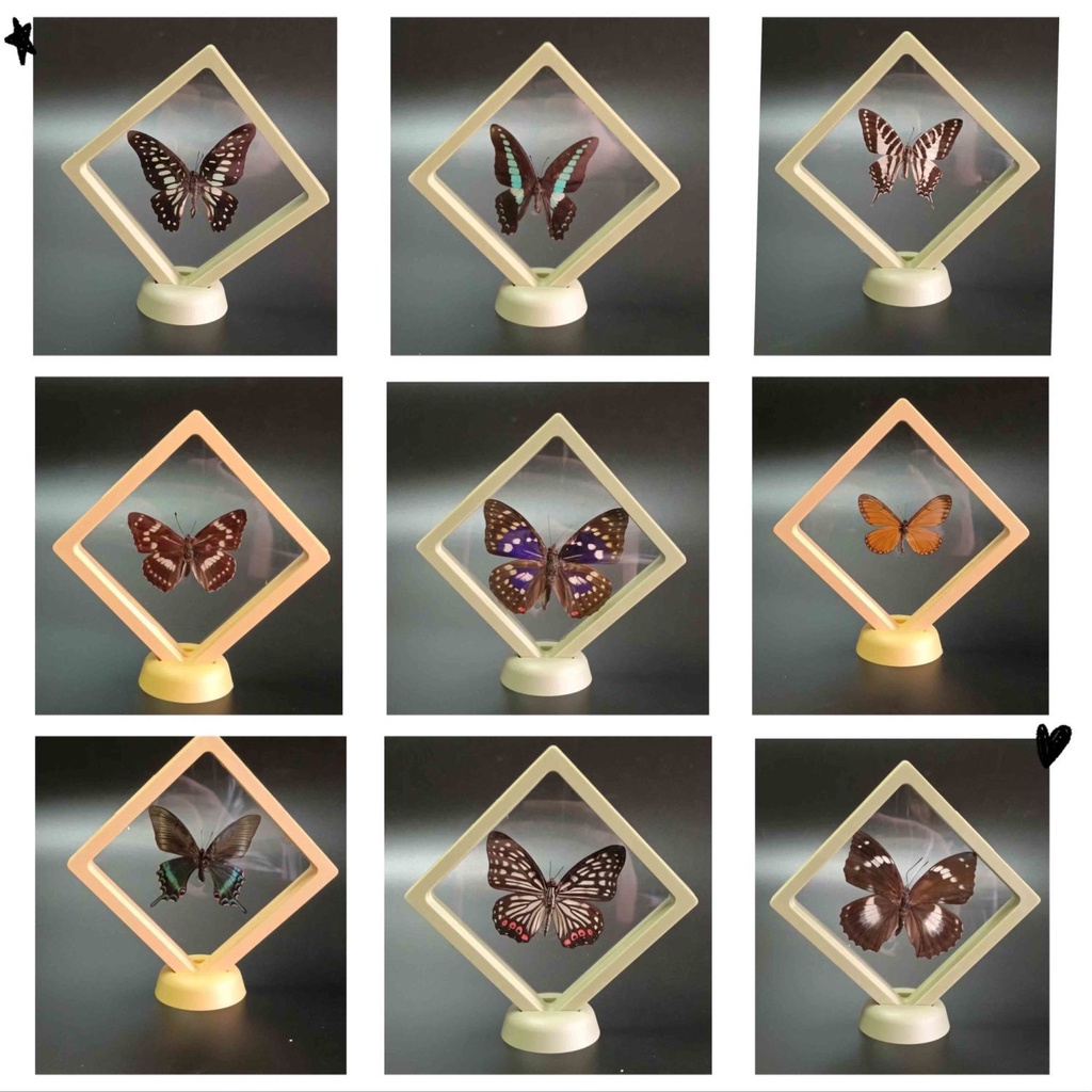 Real Butterfly Specimen Teaching School Popular Science Teaching Aids ...