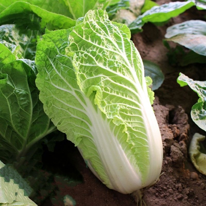20 Pcs Benih Kubis Panjang Long Cabbage/大白菜籽 Ready Stock Sarawak ...