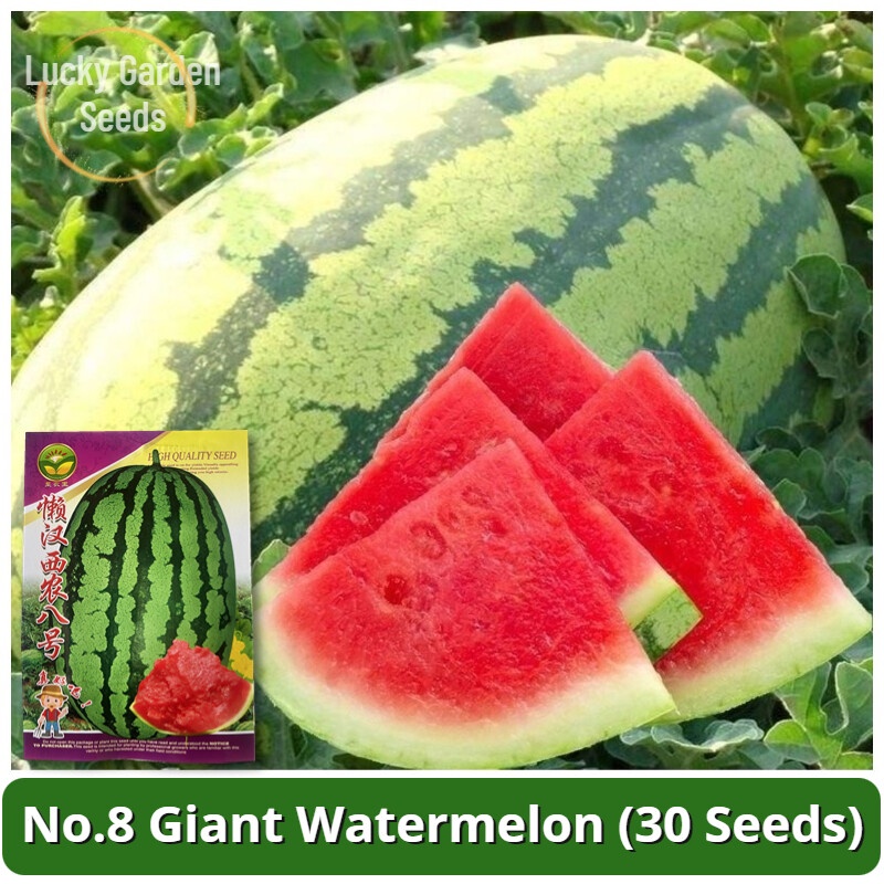 Biji Benih Tembikai No.8 Giant Watermelon Seed (30 Seeds) Super Sweet ...