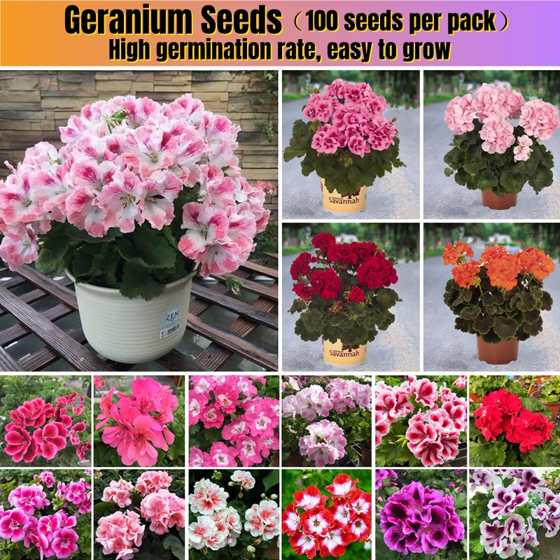 100pcs Mixed Colors Geranium Seeds for Sale Flower Seeds Garden Bonsai ...