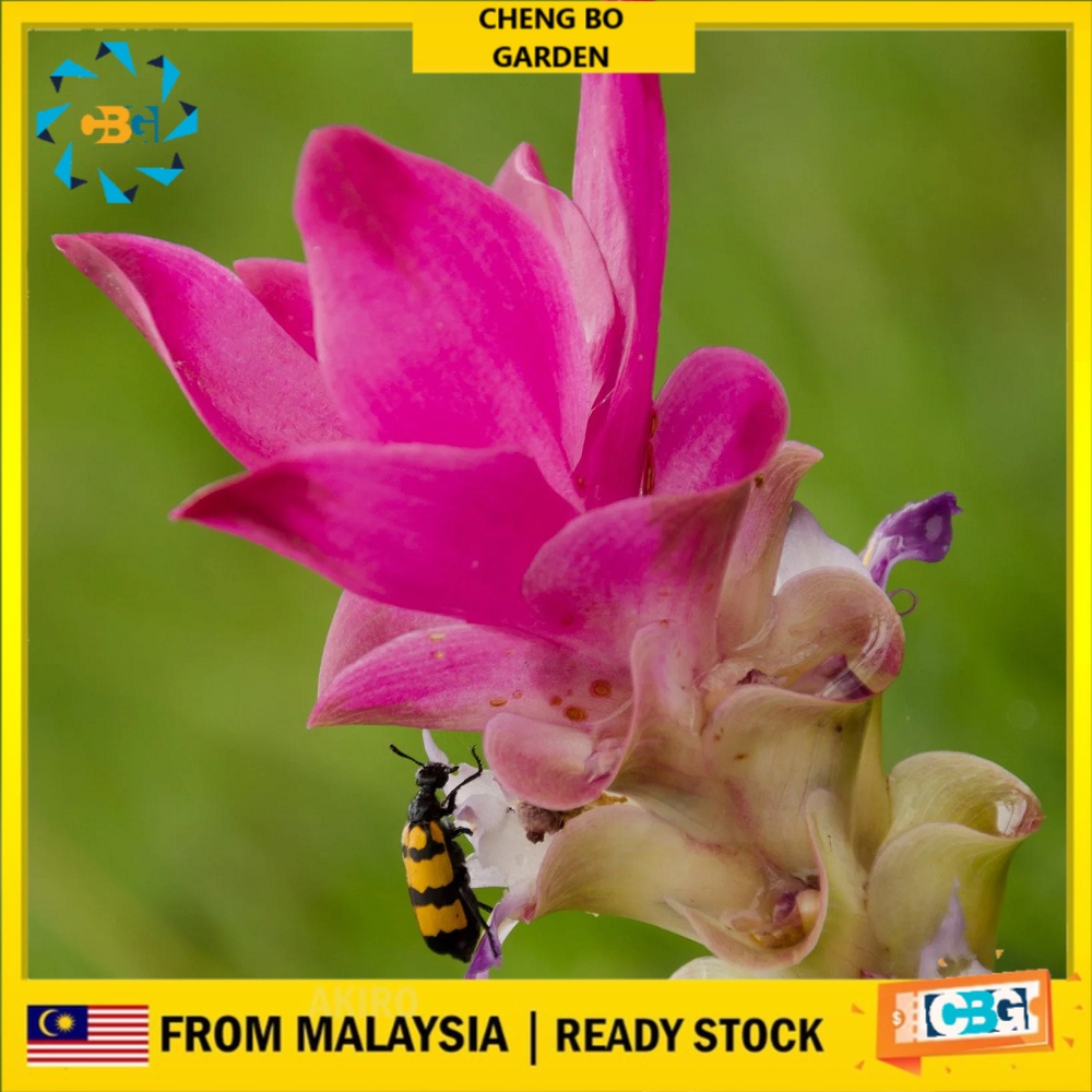 Anak Pokok Tulip Siam Jenis Halia Import Dari Thailand Bunga Cantik ...