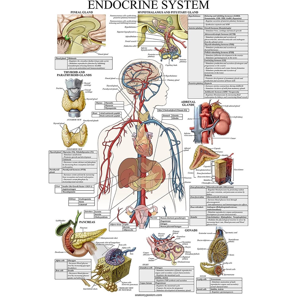 Laminated Endocrine System Anatomical Chart Endocrine Anatomy Poster | Shopee Malaysia