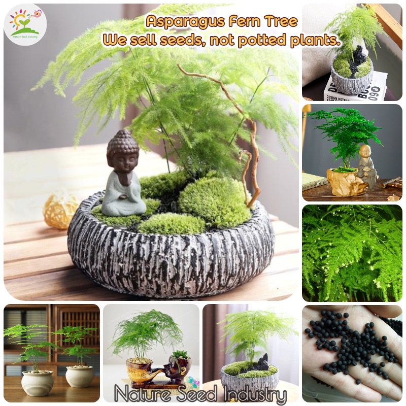[Fast Delivery] Asparagus Fern Tree Seeds for Planting (50 seeds/pack ...