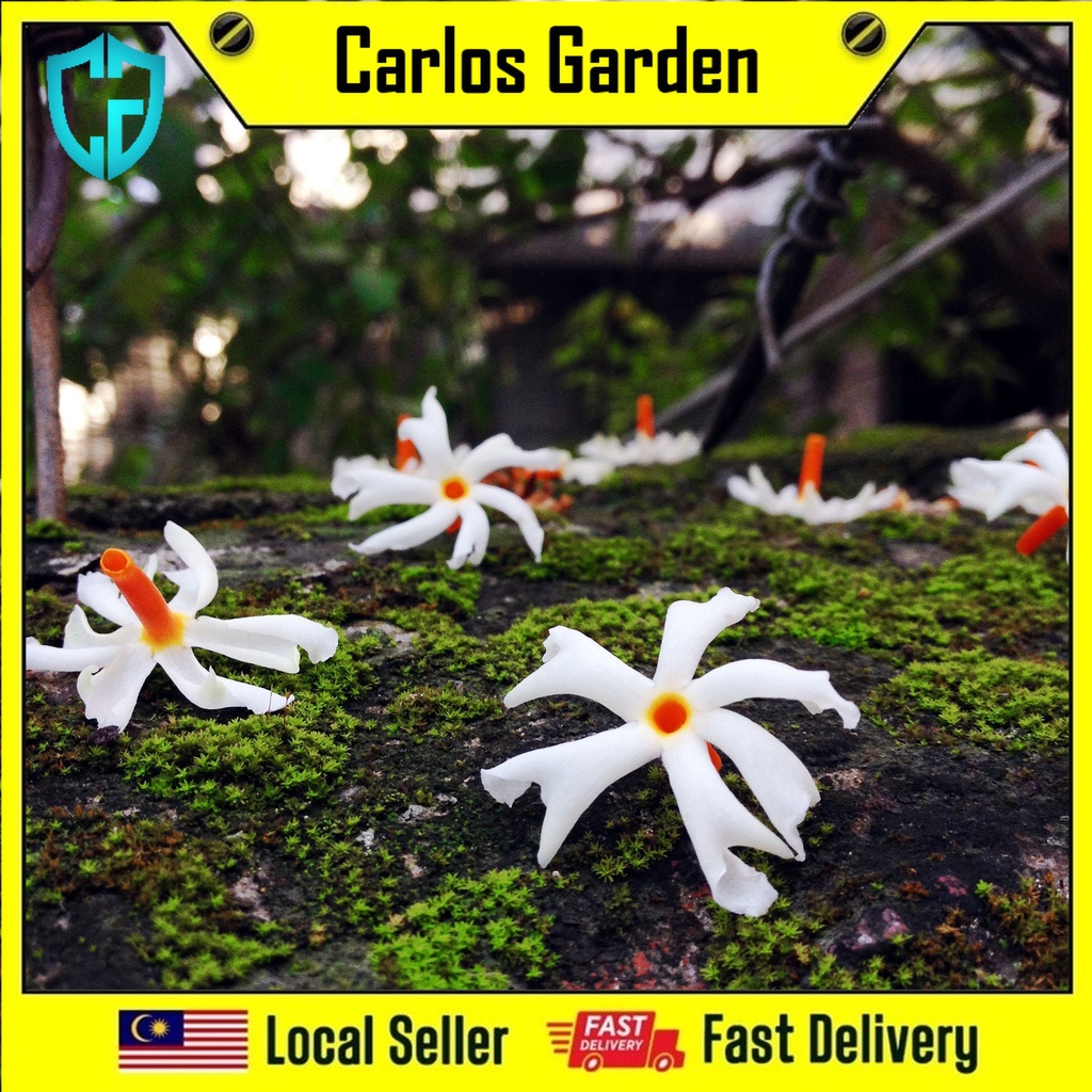 Anak Pokok Bunga Tree Of Sorrow Import Dari Thailand Senang Tumbuh Dan ...