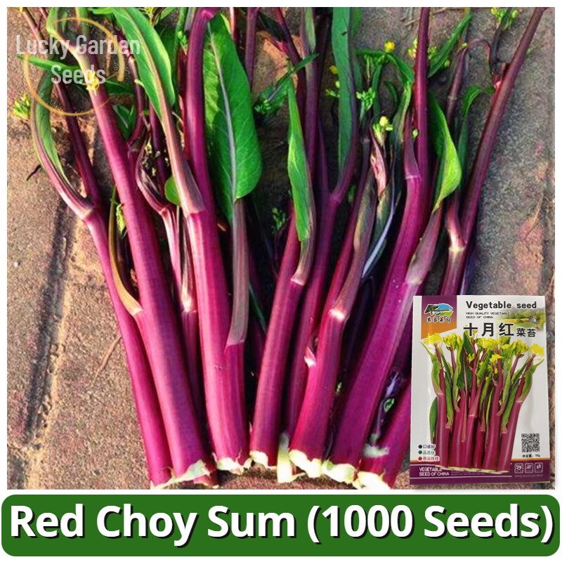 High Yield Red Choy Sum Seeds (600 Seeds) Benih Sawi Merah Chinese ...