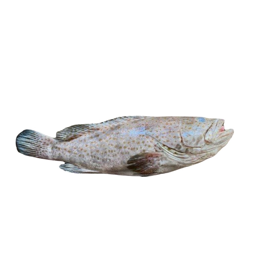 Sabah Grouper (whole fish) 石斑鱼 | Shopee Malaysia