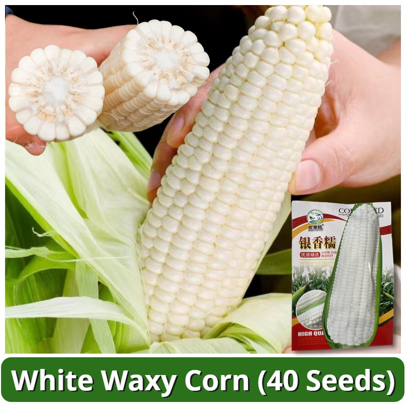 High Yield White Sweet Corn Seed (40 Seeds) Biji Benih Jagung Putih ...